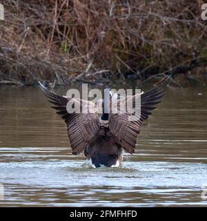 Making a splash ob Ditchling Common Pond Stock Photo - Alamy