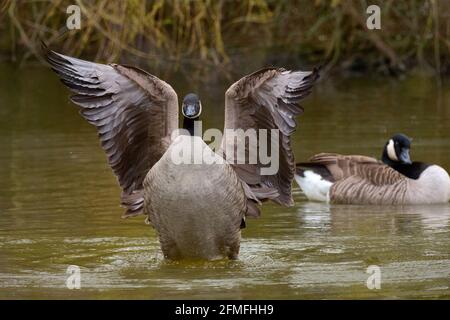 Making a splash ob Ditchling Common Pond Stock Photo - Alamy