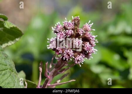 Purple blossom of the common butterbur, also called Petasites hybridus ...