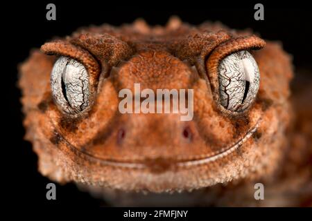 Southern banded knob-tailed gecko (Nephrururs wheeleri wheeleri Stock ...