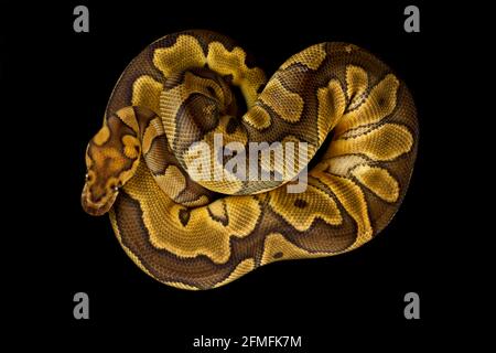 The Ball python (Python regius) is one of the most popular pet snake ...