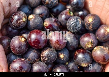 Indian fruit char Raw fruits also know as Buchanania Lanzan close full ...