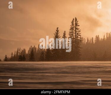 The sunset over the snowfield and trees Stock Photo - Alamy