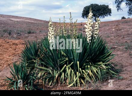 Aloe Yucca, Spanish Dagger (Yucca aloifolia), potted plant, studio ...