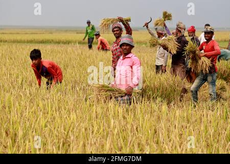 kishoreganj, Bangladesh - May 02, 2021: Bangladeshi farmers working on ...