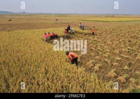 kishoreganj, Bangladesh - May 02, 2021: Bangladeshi farmers working on ...
