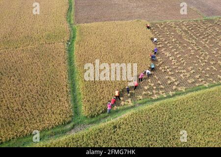 kishoreganj, Bangladesh - May 02, 2021: Bangladeshi farmers working on ...