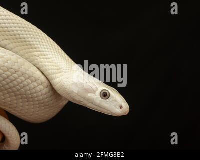 The Texas rat snake (Elaphe obsoleta lindheimeri ) is a subspecies of ...