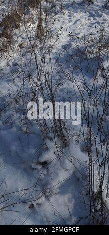 Dry grass breaking through the snow Stock Photo - Alamy