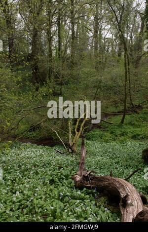 Spring in Holcombe Wood, Somerset, UK Stock Photo - Alamy