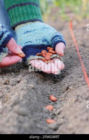 Sowing broad beans directly into a well drained outdoors site - Vicia ...