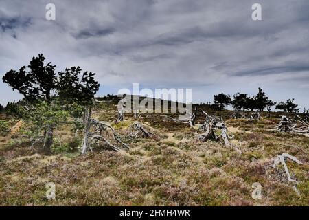 Dramatic landscape with dead trees, filtered view, Crêt de la Perdrix ...