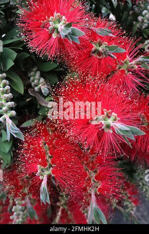 Callistemon / Melaleuca polandii gold-tipped bottlebrush – flower ...