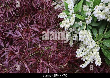 Pieris japonica ‘Temple Bells’ Japanese Andromeda Temple Bells – white ...