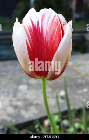 Red, white and yellow Triumph tulips (Tulipa) Tropical Dream bloom in a ...