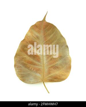 Bo leaf isolated on white Stock Photo - Alamy