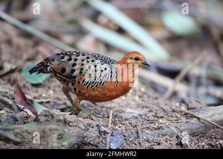 Ferruginous Partridge (Caloperdix oculeus) in Malaysia Stock Photo - Alamy