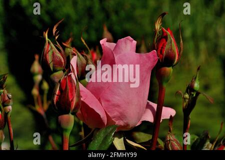 Beautiful Kashmiri roses blooming in Gurez Valley, Jammu Kashmir Stock ...