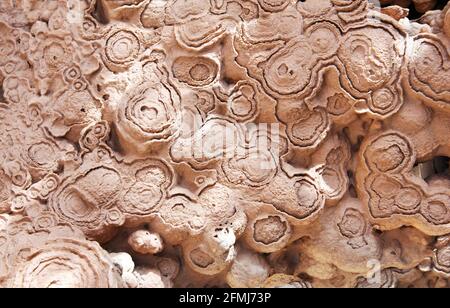 Petrified fossil stromatolite (cyanobacteria, blue-green algae Stock ...