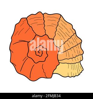 Hand-drawn turbo shell of engraved line. Design element for invitations ...