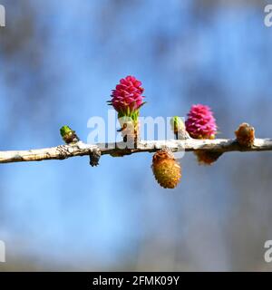 red cones of European larch Stock Photo - Alamy