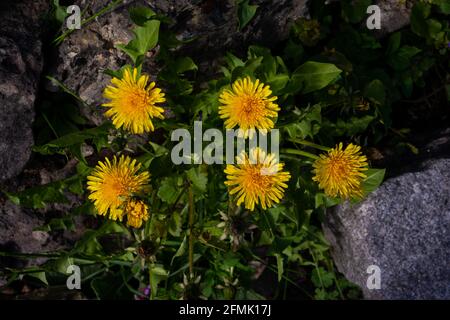 Yellow dandelion flowers between rocks Stock Photo - Alamy