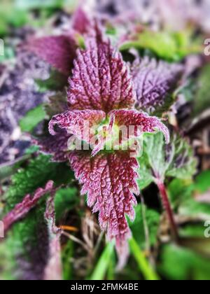 Closeup shot of Urticaceae Stock Photo - Alamy
