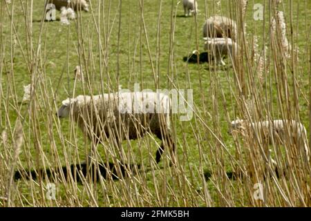 Sheep flock seen through dry plants on a sunny day Stock Photo - Alamy
