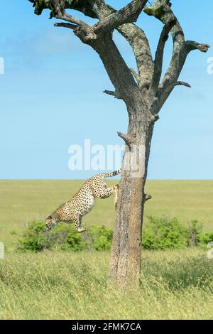 Cheetah jumping down from a tree in the greater mara conservancies ...
