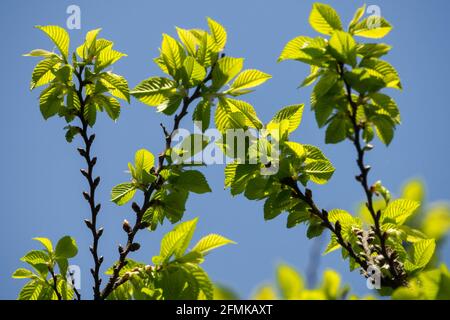 Dutch Elm Ulmus x elegantissima Jacqueline Hillier Stock Photo - Alamy