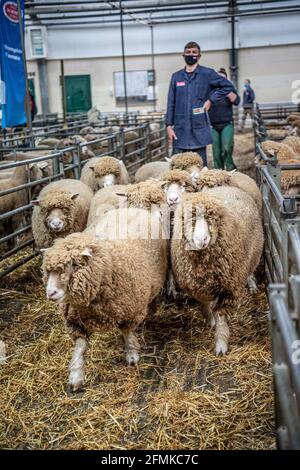 Sheep at market Stock Photo - Alamy