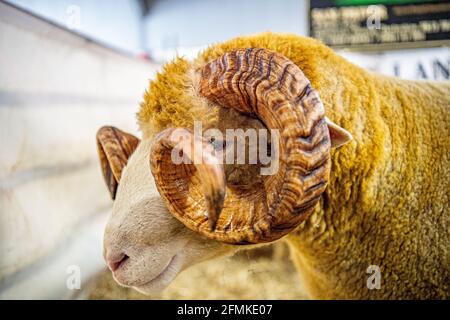 Close Up of a Dorset Ram Stock Photo - Alamy