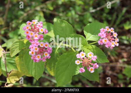 Lantana flowers from Sri Lanka Stock Photo - Alamy