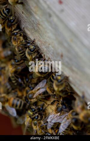 A guard honeybee (Apis mellifera) guarding the entrance to the nest ...