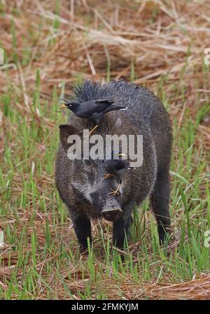 Javan Myna (Acridotheres javanicus) two adults perched in tree northern ...