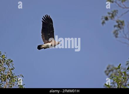 Lesser Fish-eagle (Ichthyophaga humilis humilis) adult in flight Taman ...