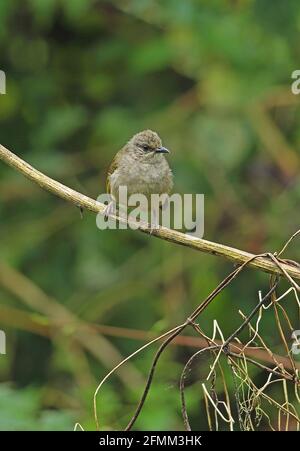 Olive-winged Bulbul (Pycnonotus plumosus Stock Photo - Alamy