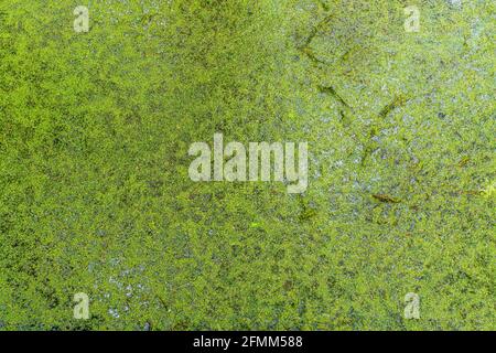 Greenville Cypress Preserve Trust, Greenville, Mississippi, USA Stock ...