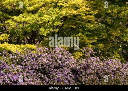 Rhododendron Blue Diamond Group, family Ericaceae, dwarf rhododendron ...