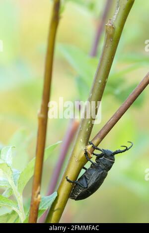 Weaver beetle, Lamia textor Stock Photo - Alamy