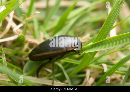 Diving beetle (Hydaticus seminiger Stock Photo - Alamy