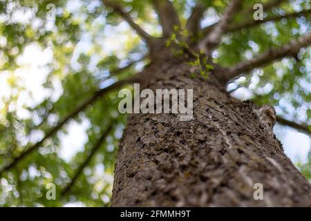 The cortex is an external parenchymal tissue, located just under the ...