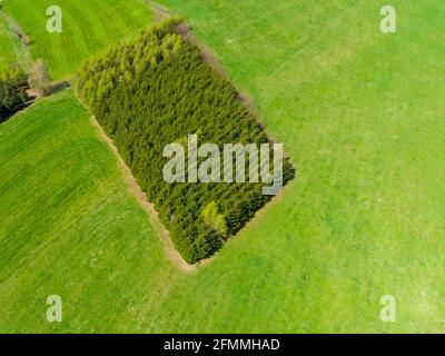 Small coniferous tree nursery from above Stock Photo - Alamy