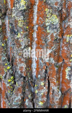 The cortex is an external parenchymal tissue, located just under the ...