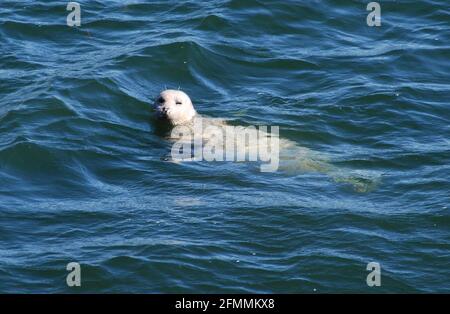 A curious harbor seal swims along the shoreline of Puget Sound Stock ...