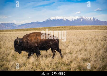 American Bison in the field of Antelope Island State Park, Utah Stock ...
