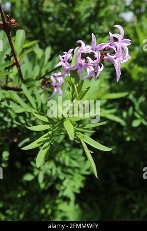 CUTLEAF LILAC - SYRINGA X LACINIATA Stock Photo - Alamy