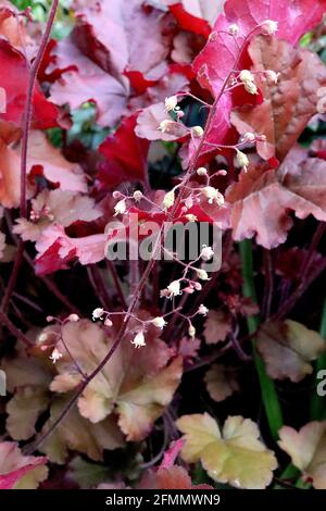 Heuchera Mahogany, Orange, Leaves, Heuchera Stock Photo - Alamy