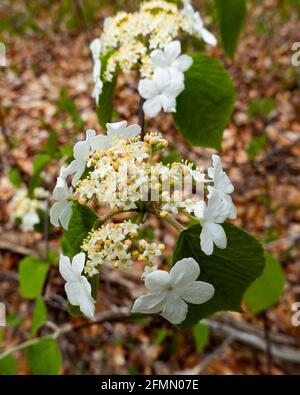 Witch Hobble (Viburnum lantanoides) Leaves In Autumn, Siamese Ponds ...