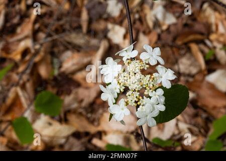 Witch Hobble (Viburnum lantanoides) Leaves In Autumn, Siamese Ponds ...